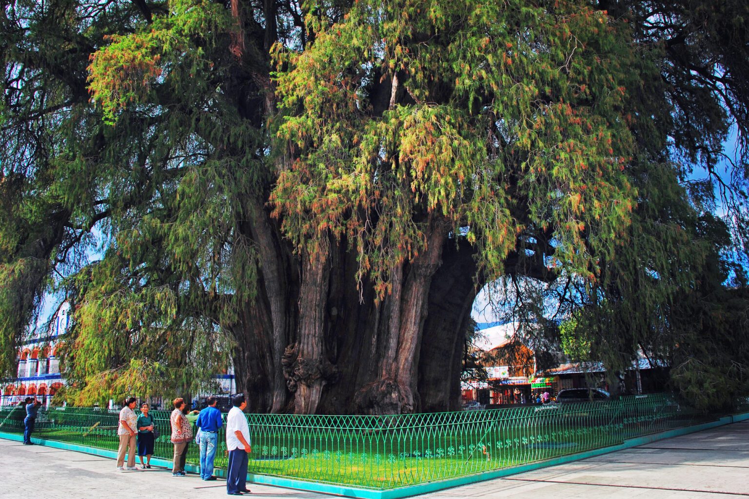 The Amazing El Tule Oaxaca: Remarkable Facts about the Oldest Tree
